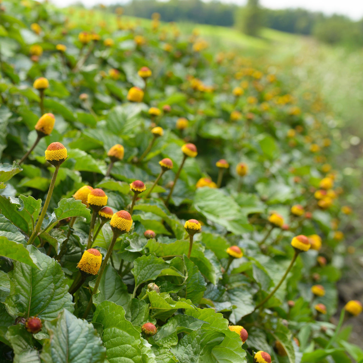 Spilanthes, Official (Acmella oleracea) – Earthbeat Seeds