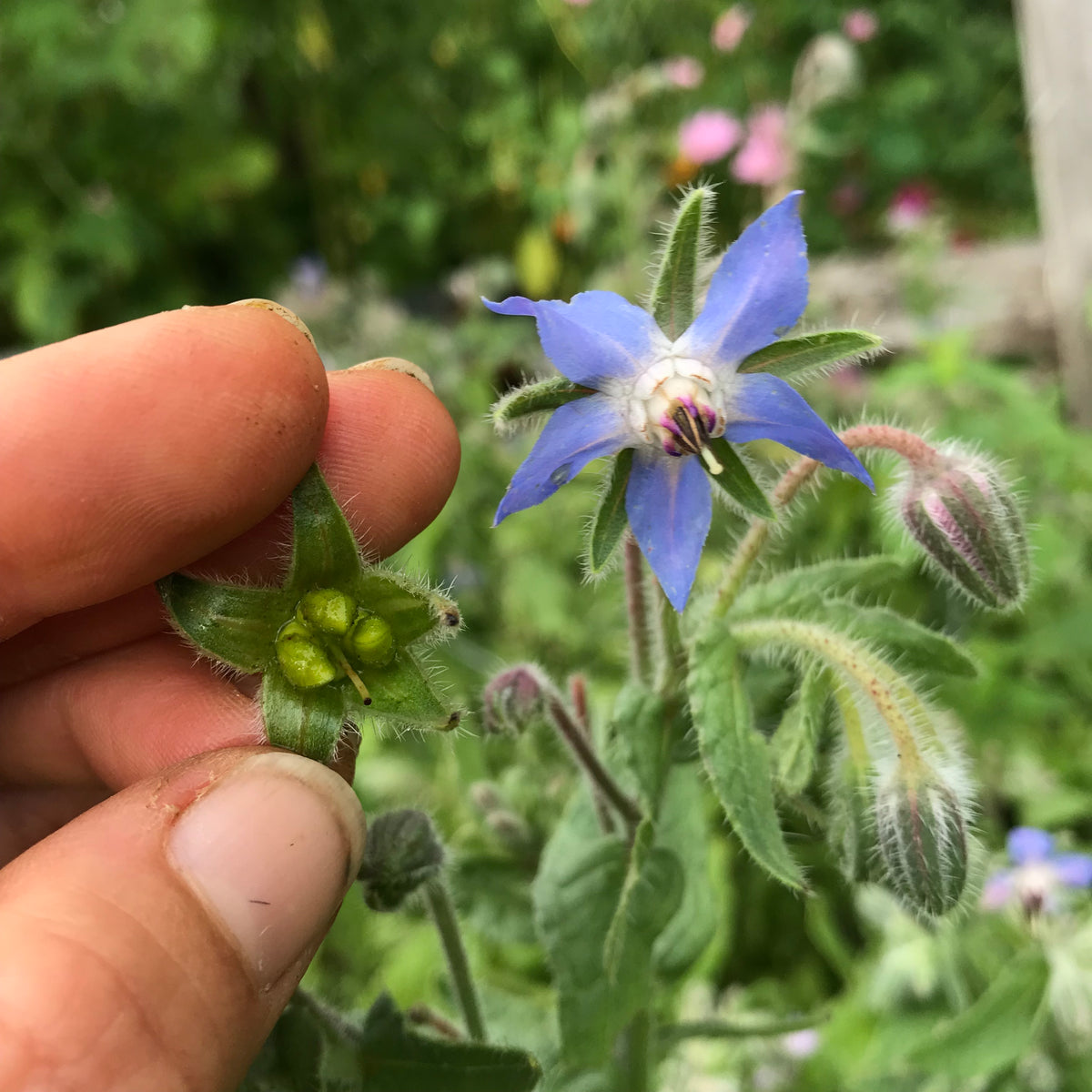 Borage Plant
