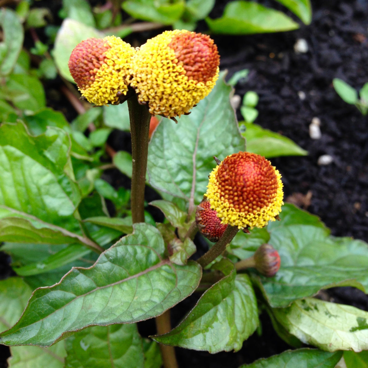 Spilanthes, Official (Acmella oleracea) – Earthbeat Seeds