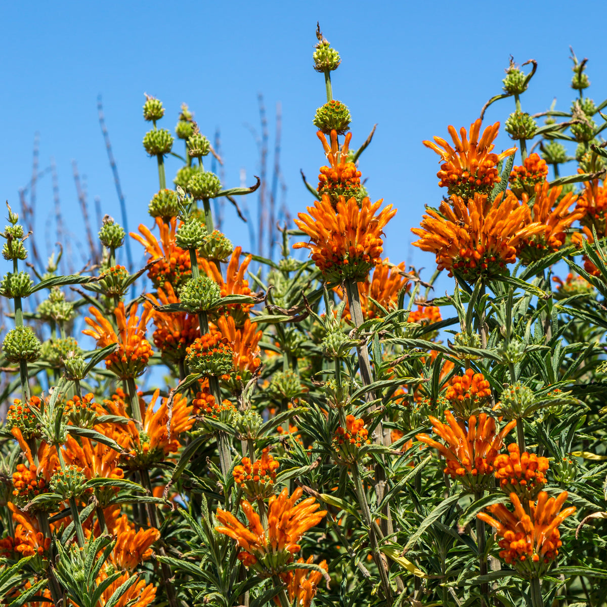 Cordao aka. Klip Dagga (Leonotis nepetifolia) – Earthbeat Seeds