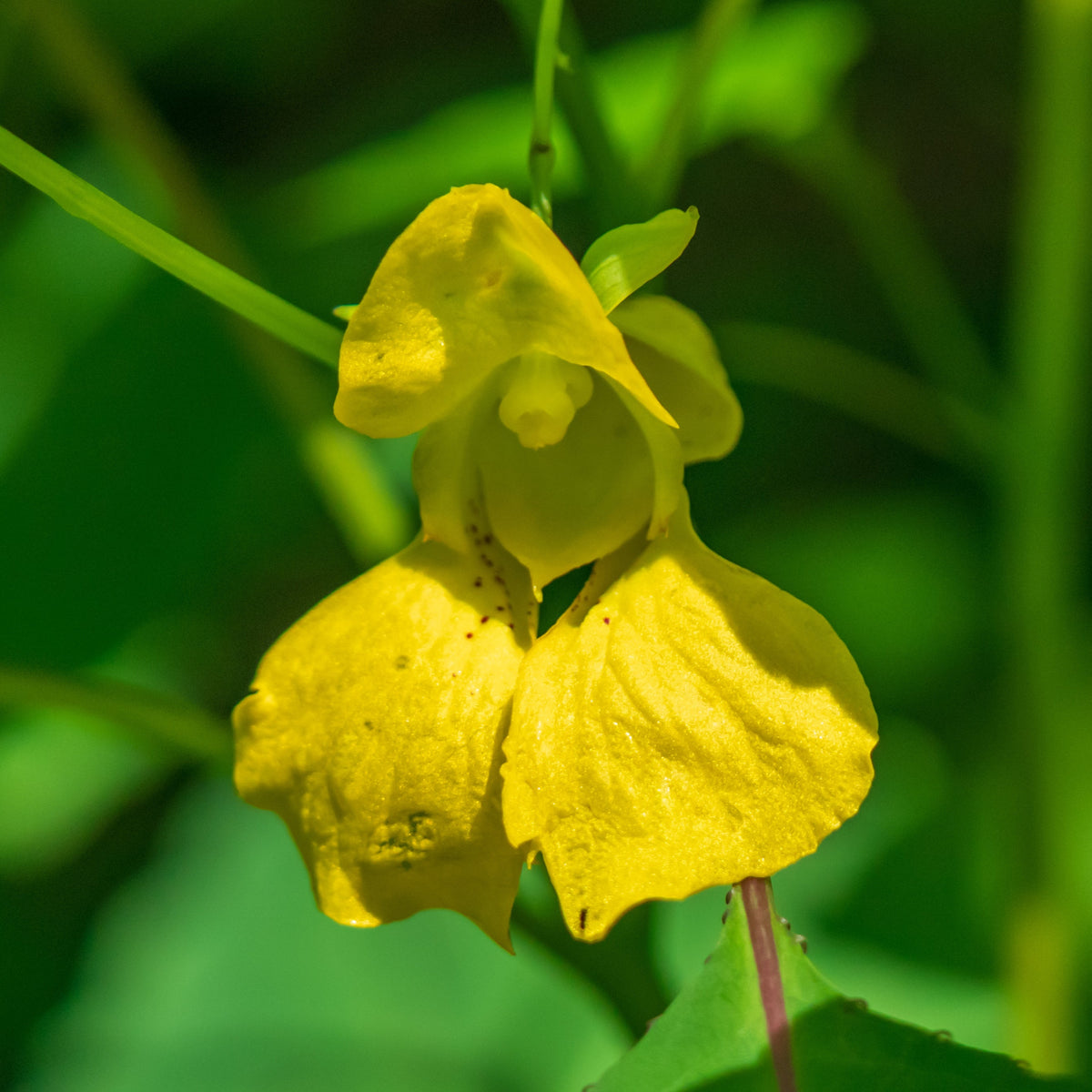 Jewelweed, Yellow (Impatiens pallida) – Earthbeat Seeds