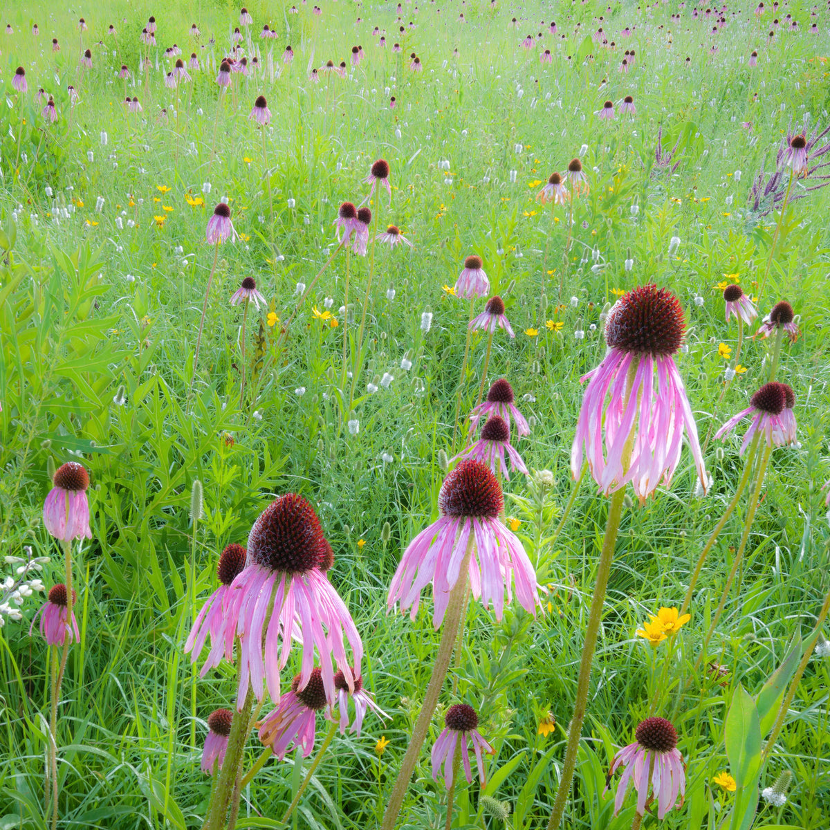 Echinacea aka Pale Purple Coneflower (Echinacea pallida) – Earthbeat Seeds