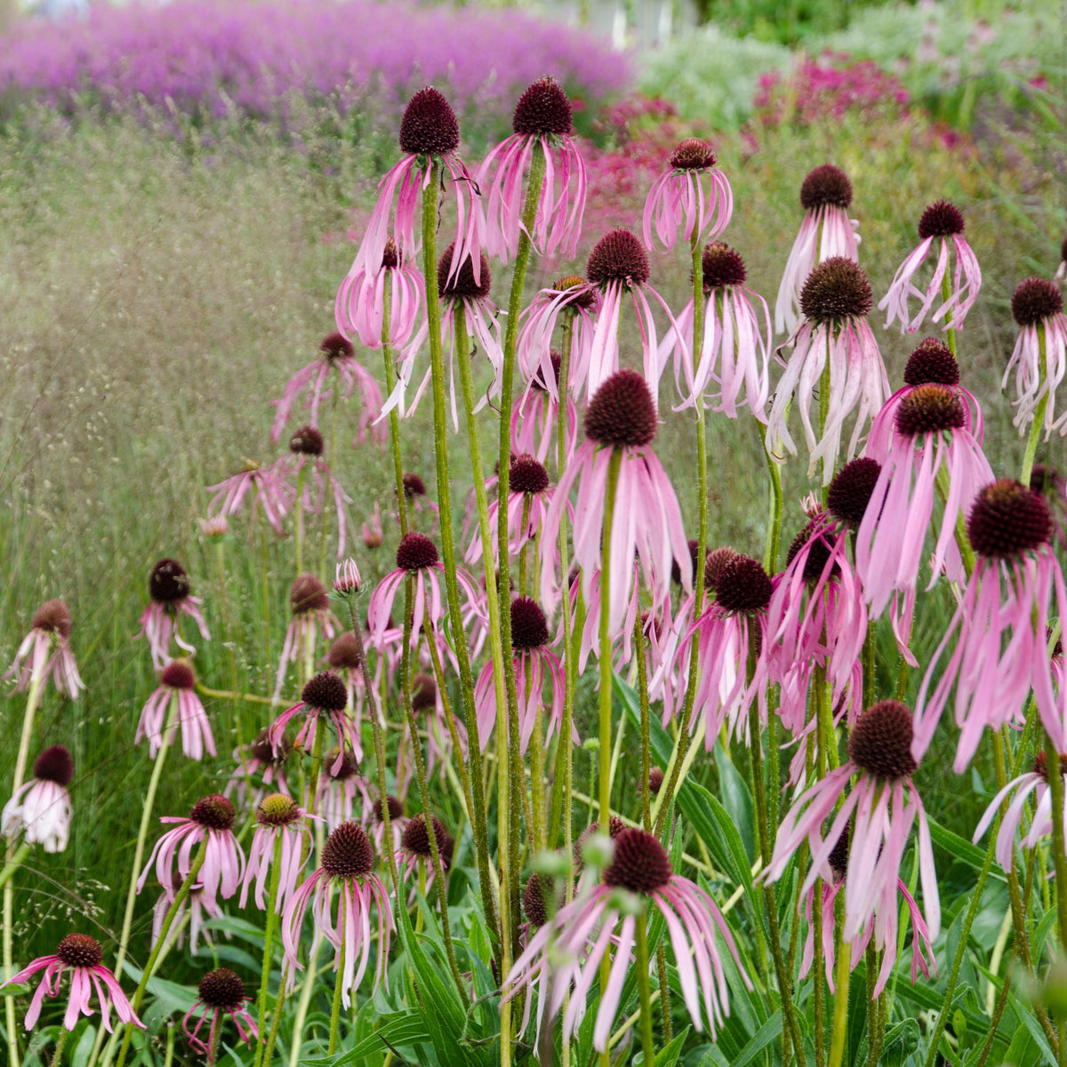 Echinacea aka Pale Purple Coneflower (Echinacea pallida) – Earthbeat Seeds