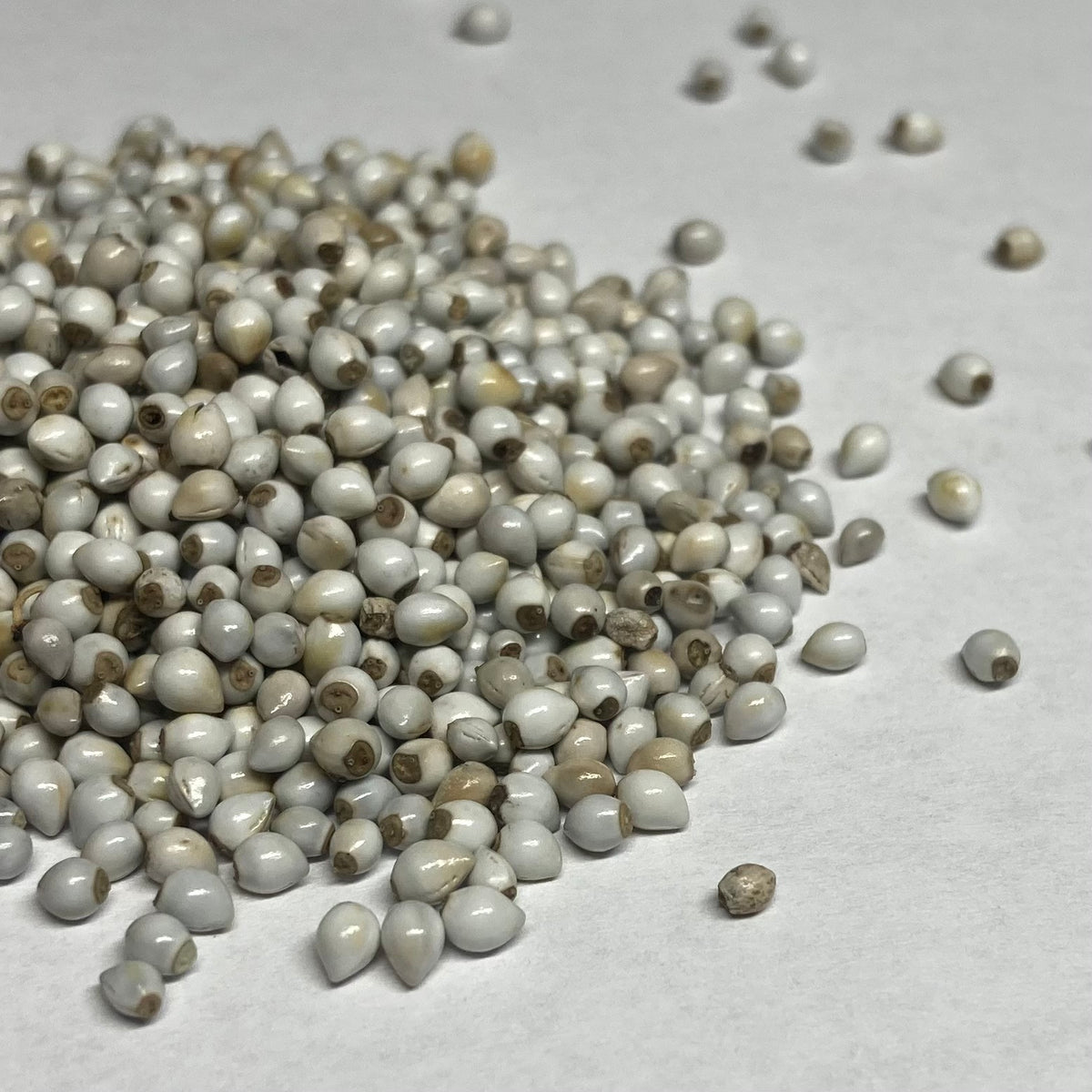 Gromwell, Red-root aka Zi Cao (Lithospermum erythrorhizon) – Earthbeat ...