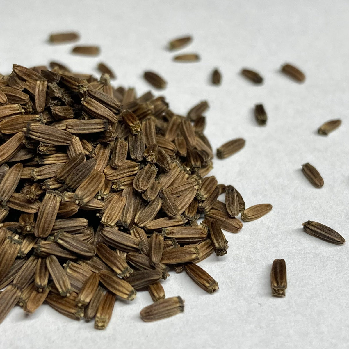 Teasel, Common (Dipsacus fullonum) – Earthbeat Seeds