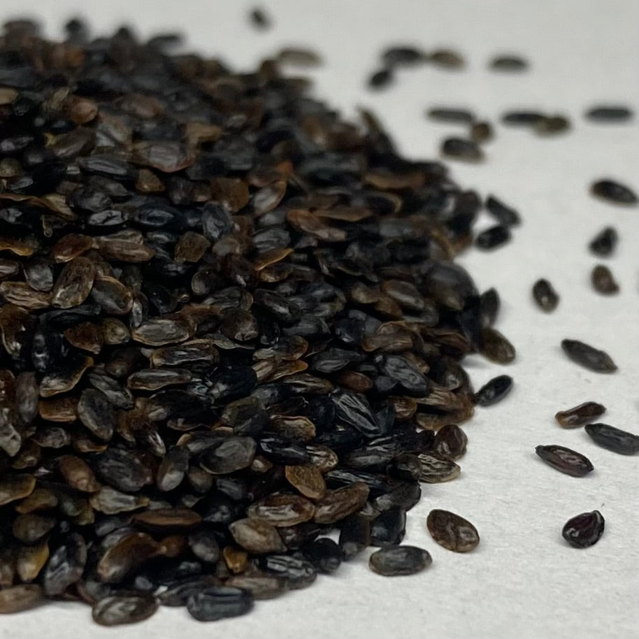 Balloon Flower (Platycodon grandiflorus) – Earthbeat Seeds