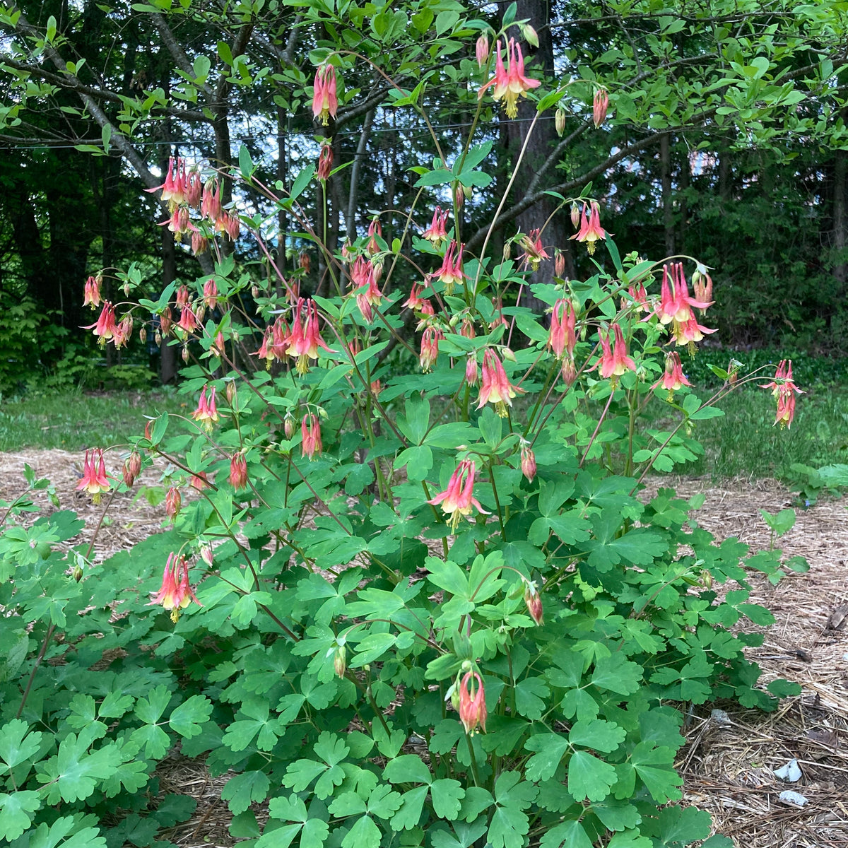 Columbine, Eastern Red (Aquilegia canadensis) – Earthbeat Seeds