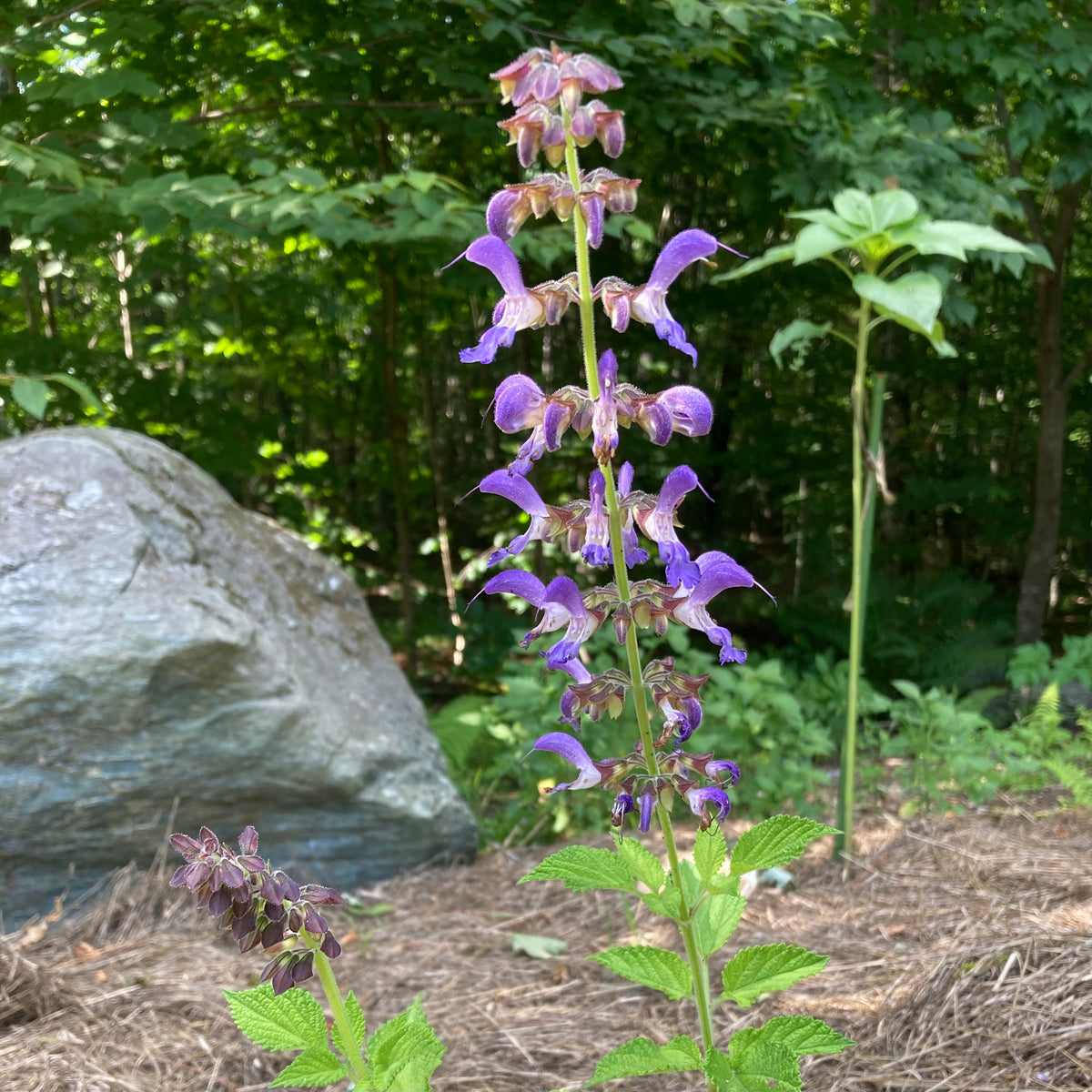 Sage, Dan-shen miltiorrhiza (Salvia miltiorrhiza) – Earthbeat Seeds