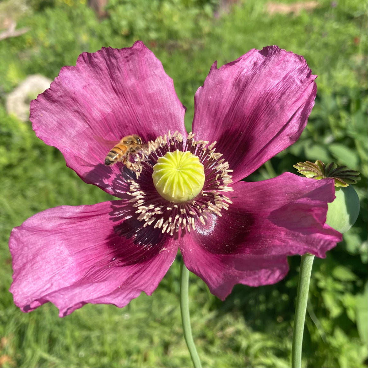 Poppy, Large Lavender (Papaver somniferum) – Earthbeat Seeds