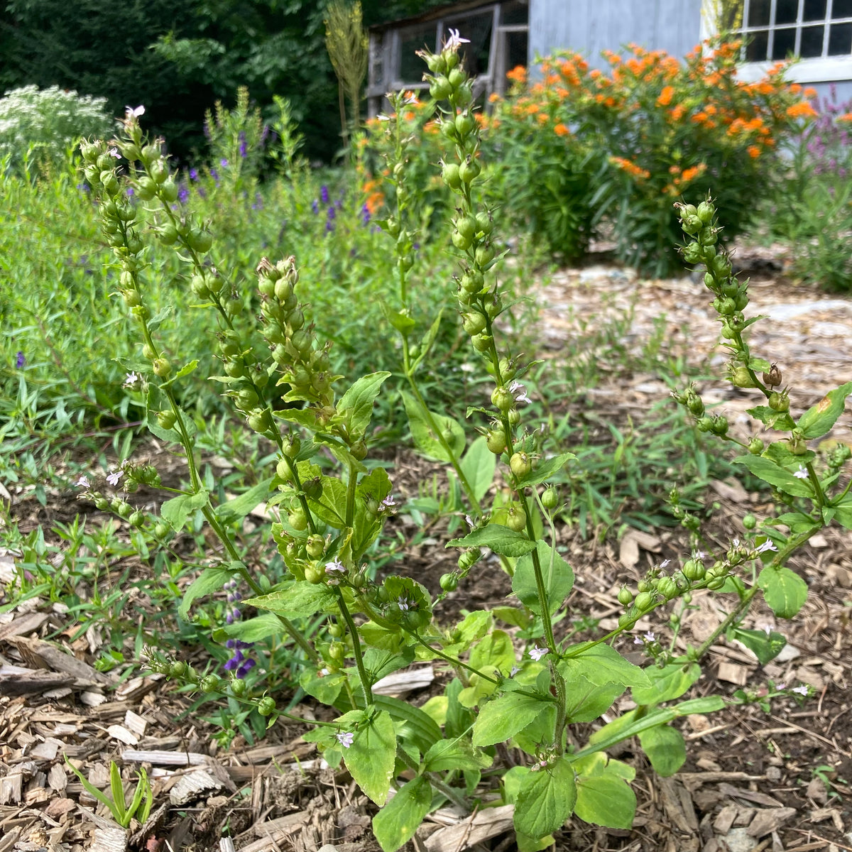 Lobelia, Official (Lobelia inflata) – Earthbeat Seeds