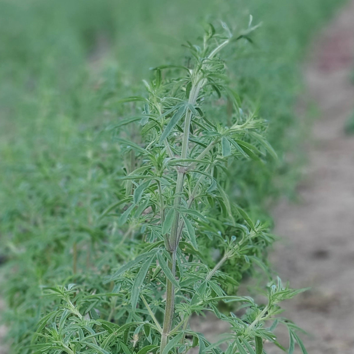 Catnip, Japanese aka Jing Jie (Nepeta tenuifolia) – Earthbeat Seeds