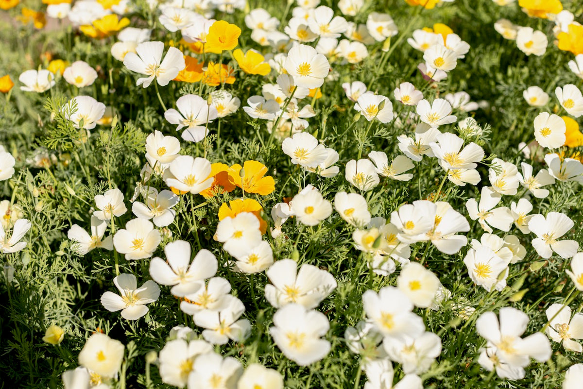 Poppy, California White Linen (Eschscholzia californica) – Earthbeat Seeds