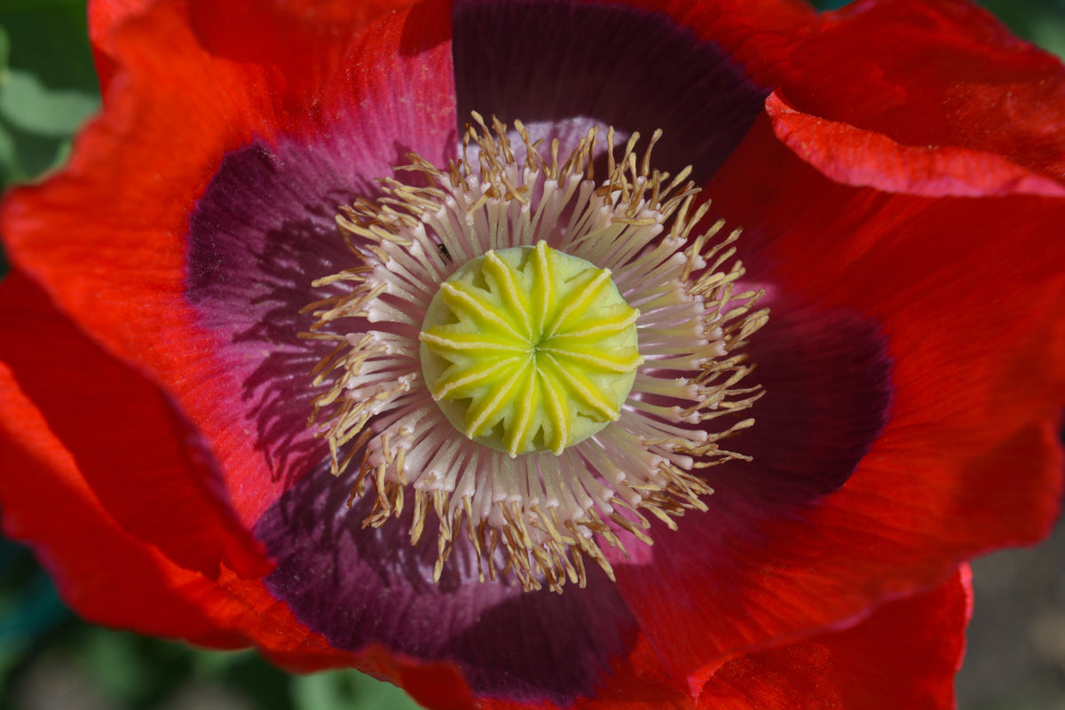 Poppy, Cherry Glow (Papaver somniferum) – Earthbeat Seeds