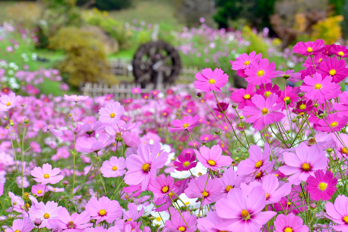 Cosmos, Garden Mix (Cosmos bipinnatus) – Earthbeat Seeds