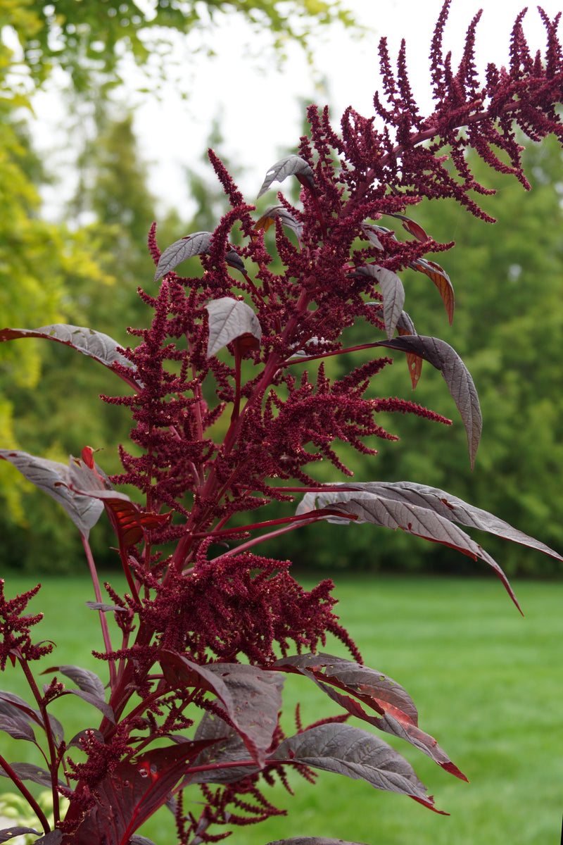 Amaranth, Hopi Red Dye (Amaranthus cruentus) – Earthbeat Seeds