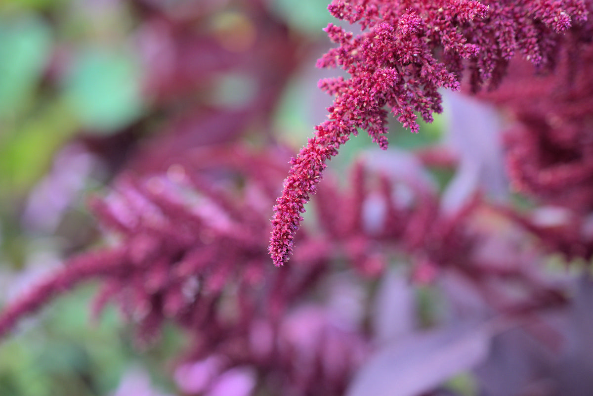 Amaranth, Hopi Red Dye (Amaranthus cruentus) – Earthbeat Seeds