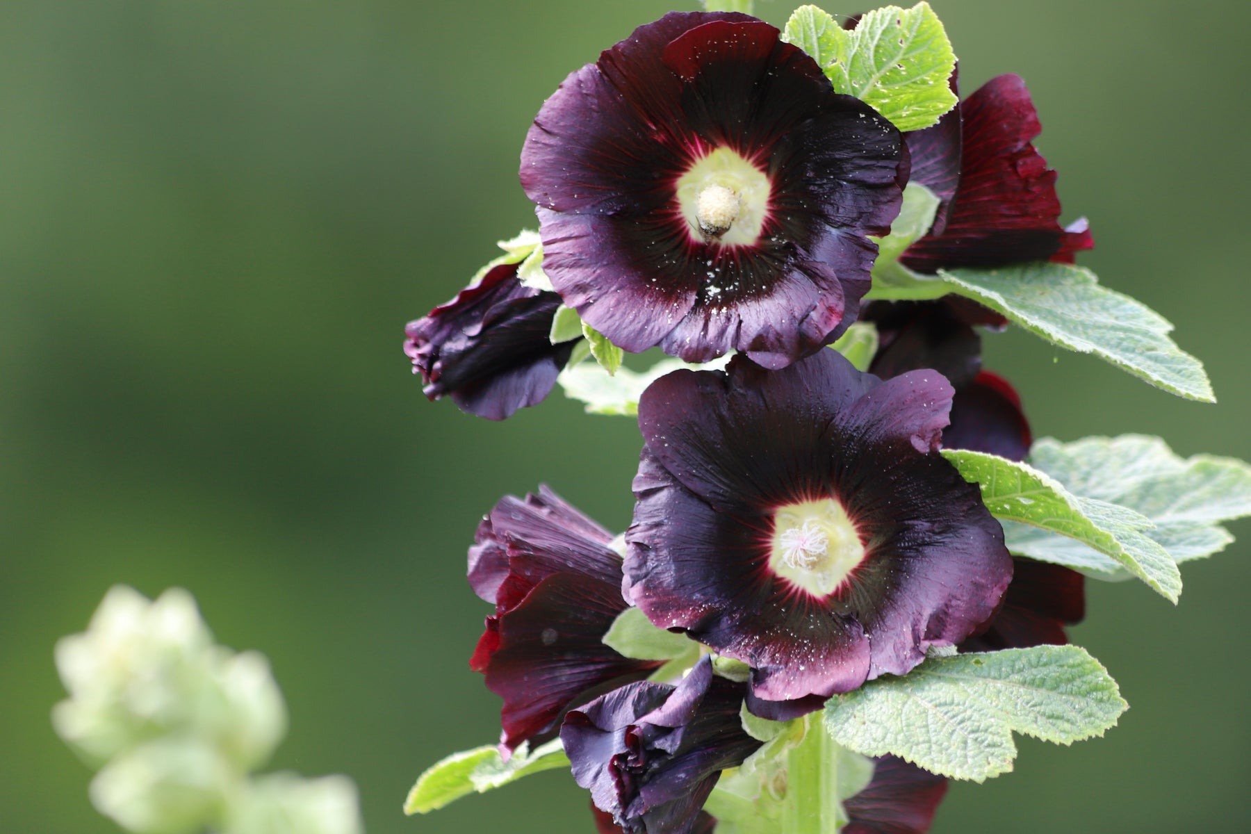 Hollyhock, Jet Black (Alcea rosea ) – Earthbeat Seeds