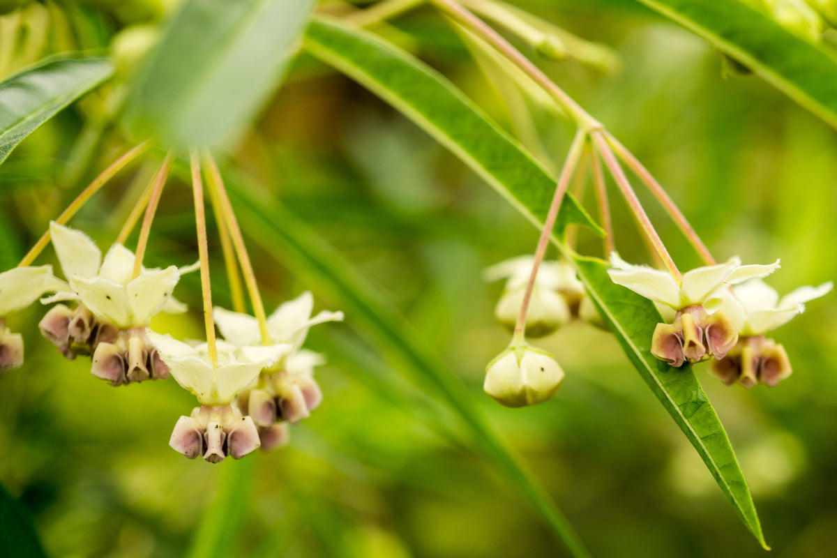 Milkweed, Poke (Asclepias exaltata) – Earthbeat Seeds