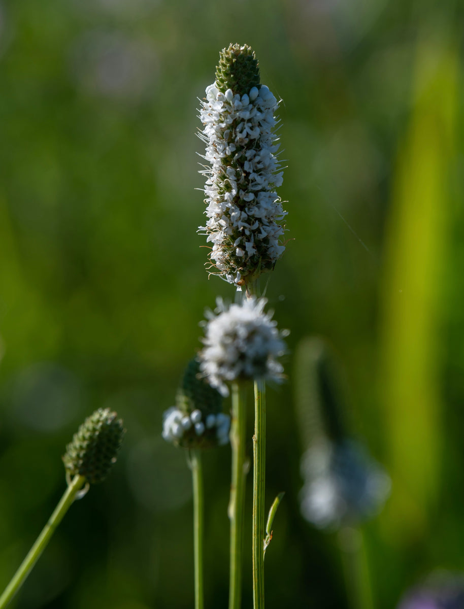 Clover, White Prairie (Dalea candida) – Earthbeat Seeds