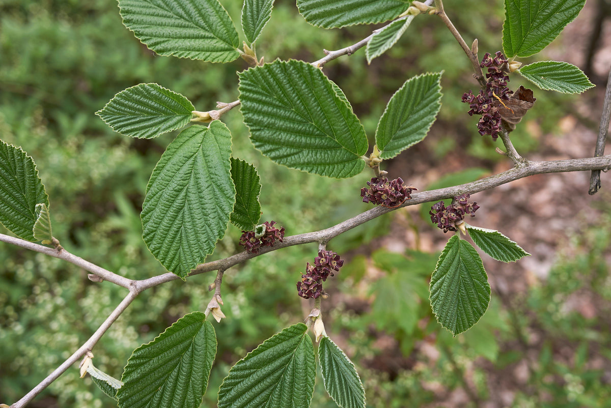 Witch Hazel (Hamamelis virginiana) – Earthbeat Seeds