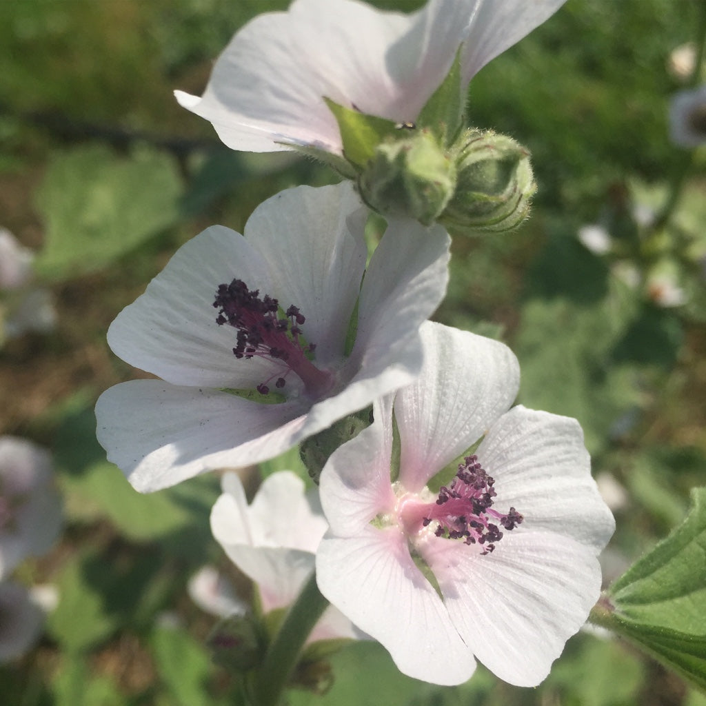 Marshmallow (Althea officinalis) – Earthbeat Seeds