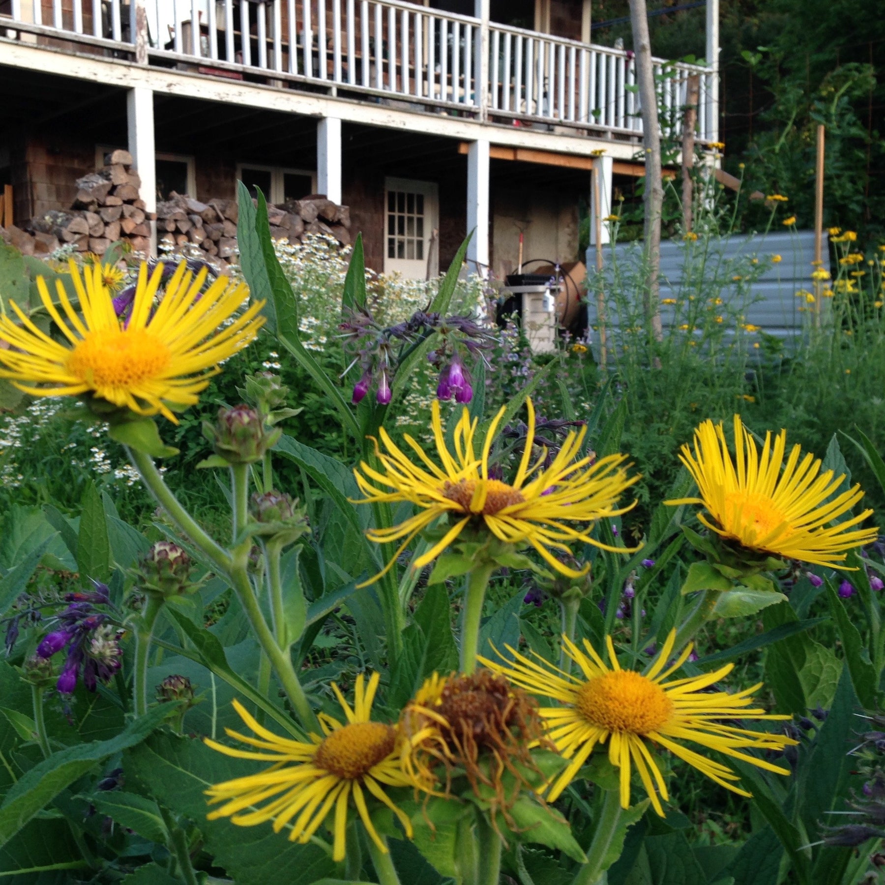 Elecampane (Inula helenium) – Earthbeat Seeds