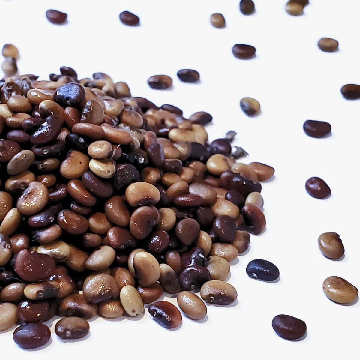 Indigo, Wild Blue (Baptisia australis) – Earthbeat Seeds