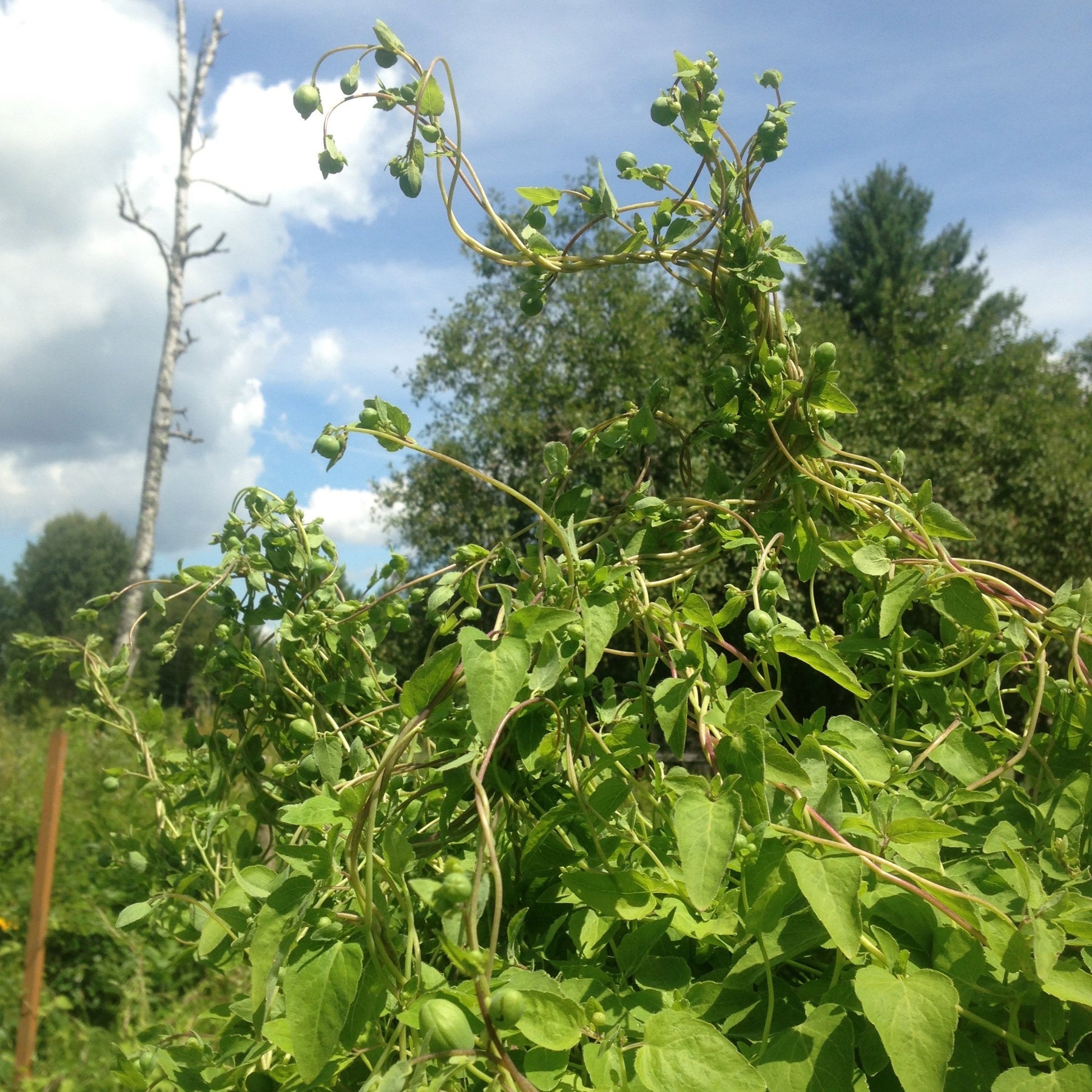 Codonopsis (Codonopsis pilosula) – Earthbeat Seeds