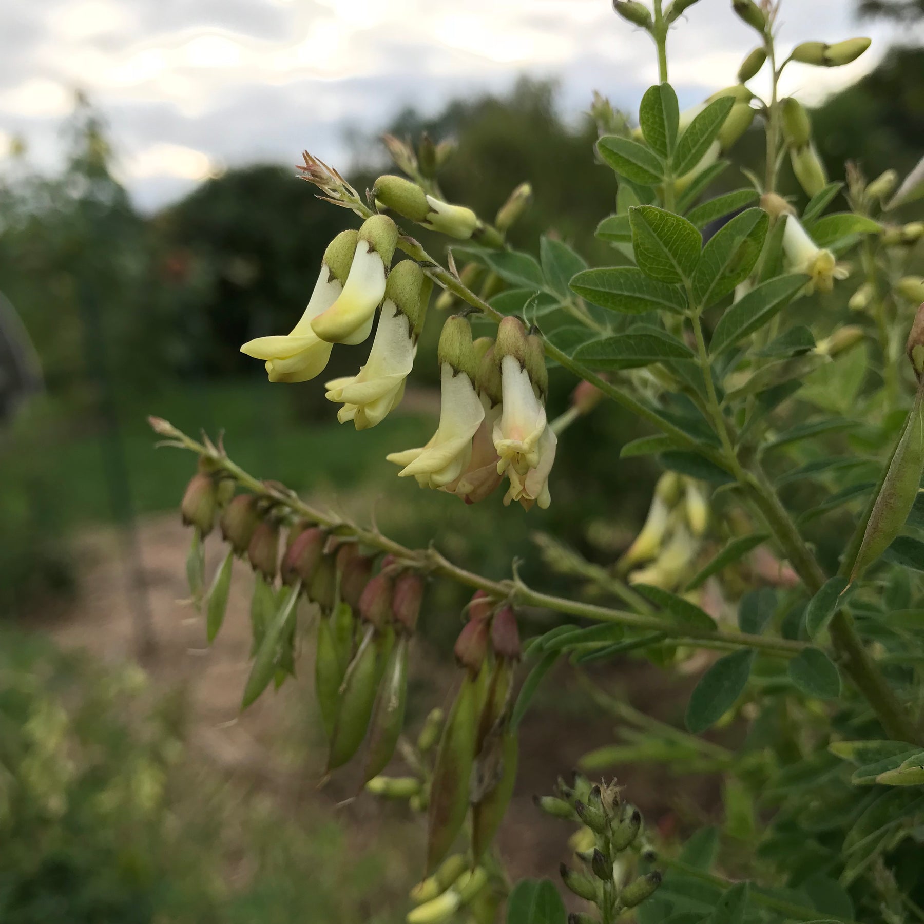 Astragalus (Astragulus membranaceus) – Earthbeat Seeds