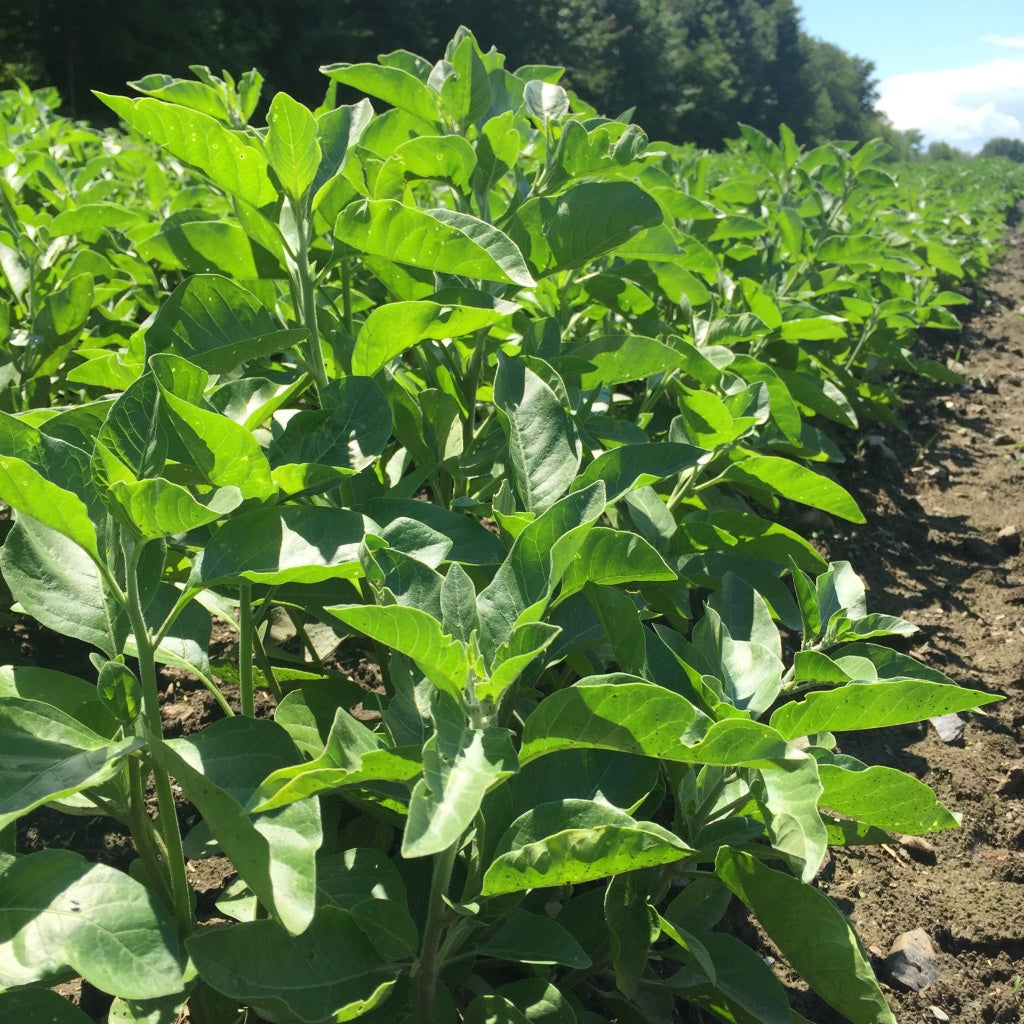 Ashwagandha (Withania somnifera) – Earthbeat Seeds
