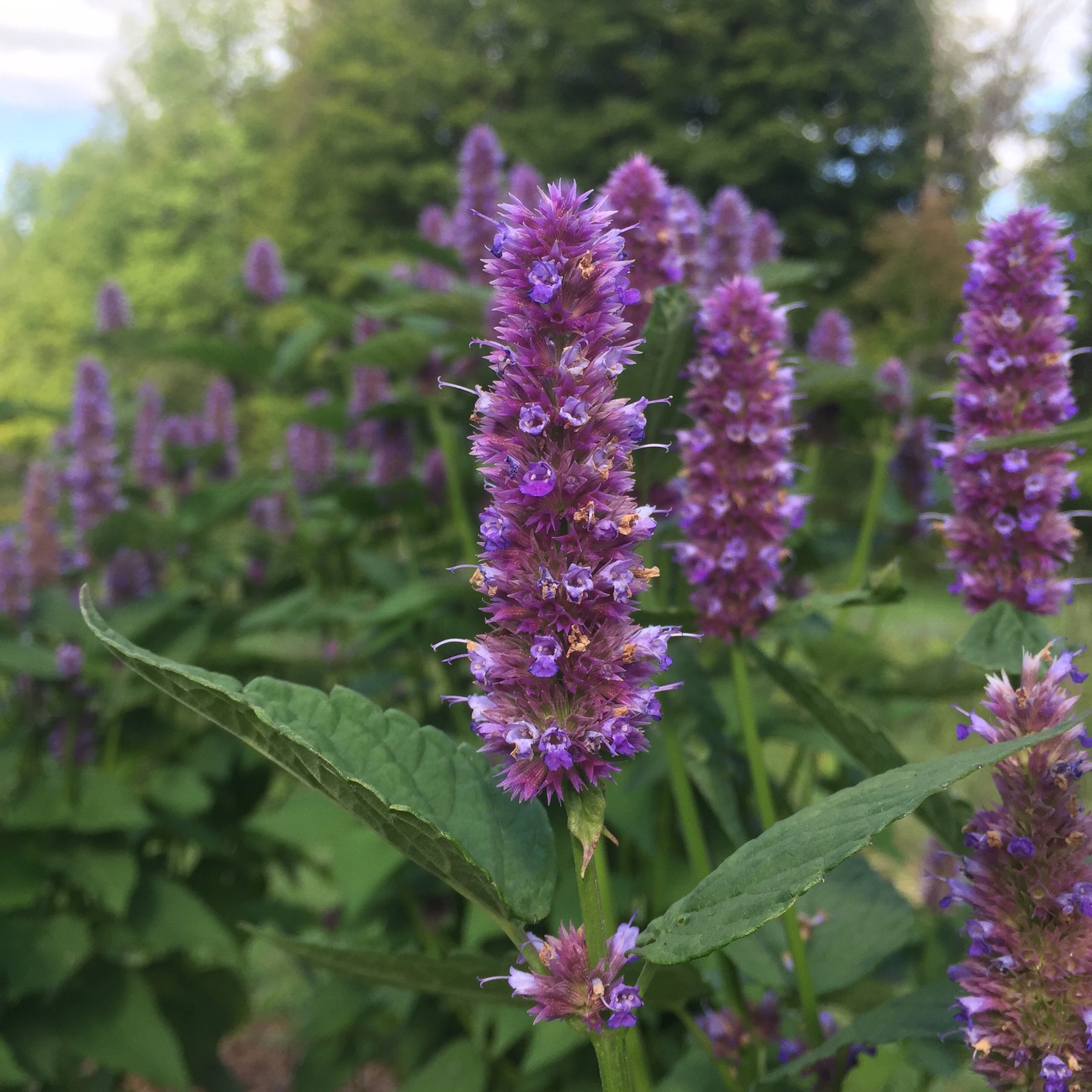 *Tea Garden Collection* ("Steeped in Healing") – Earthbeat Seeds