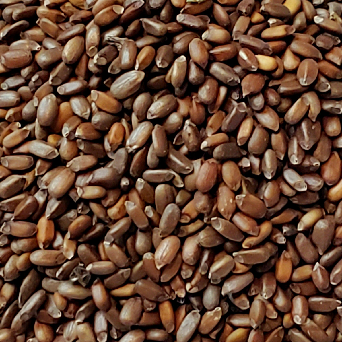 Bee Balm, Lemon (Monarda citriodora) – Earthbeat Seeds