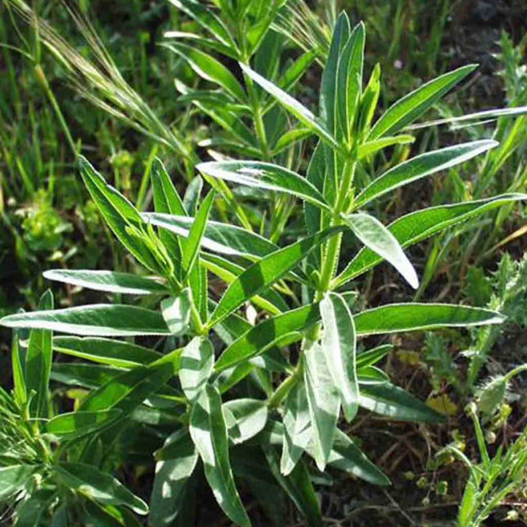 Madder (Rubia tinctorum) – Earthbeat Seeds
