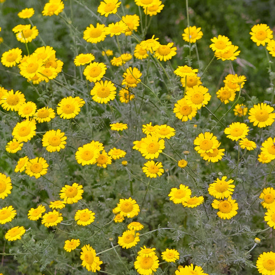yellow anthemis
