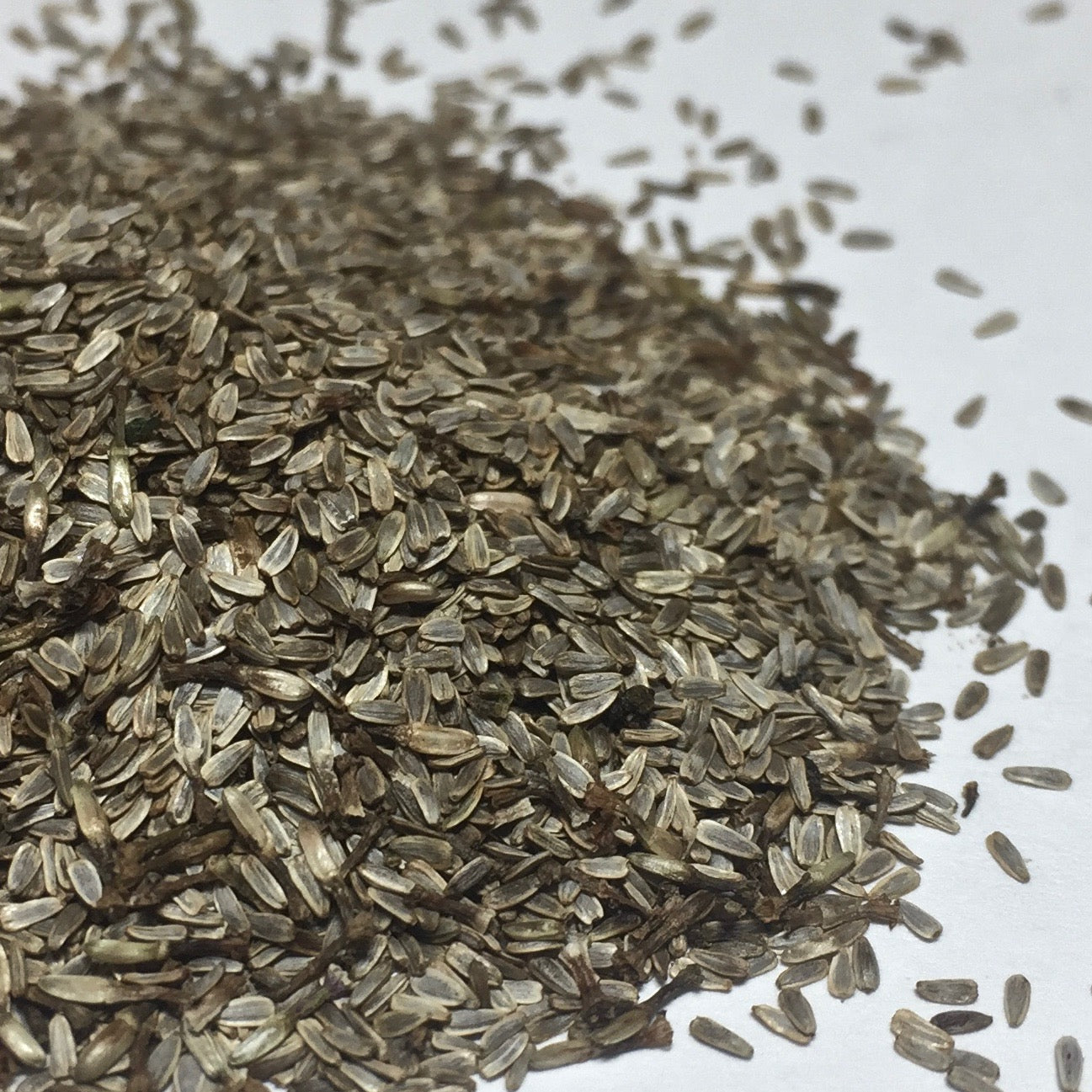 Yarrow, Official (Achillea millefolium) – Earthbeat Seeds