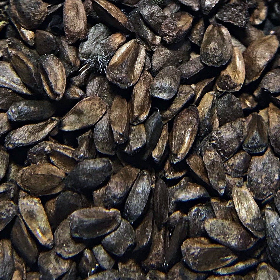 Wood Betony (Stachys officinalis) – Earthbeat Seeds