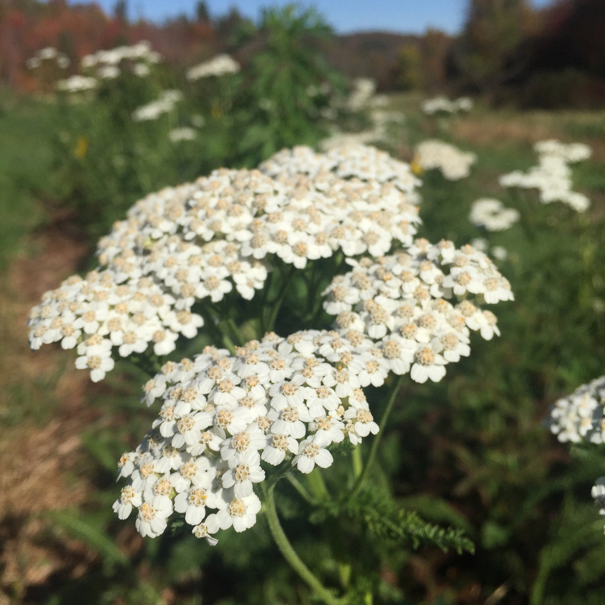 Yarrow, Official (Achillea millefolium) – Earthbeat Seeds
