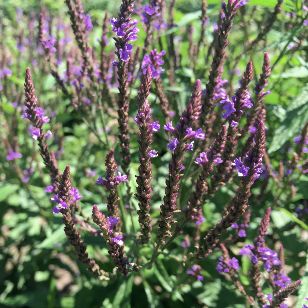 Vervain, Blue (Verbena hastata) – Earthbeat Seeds