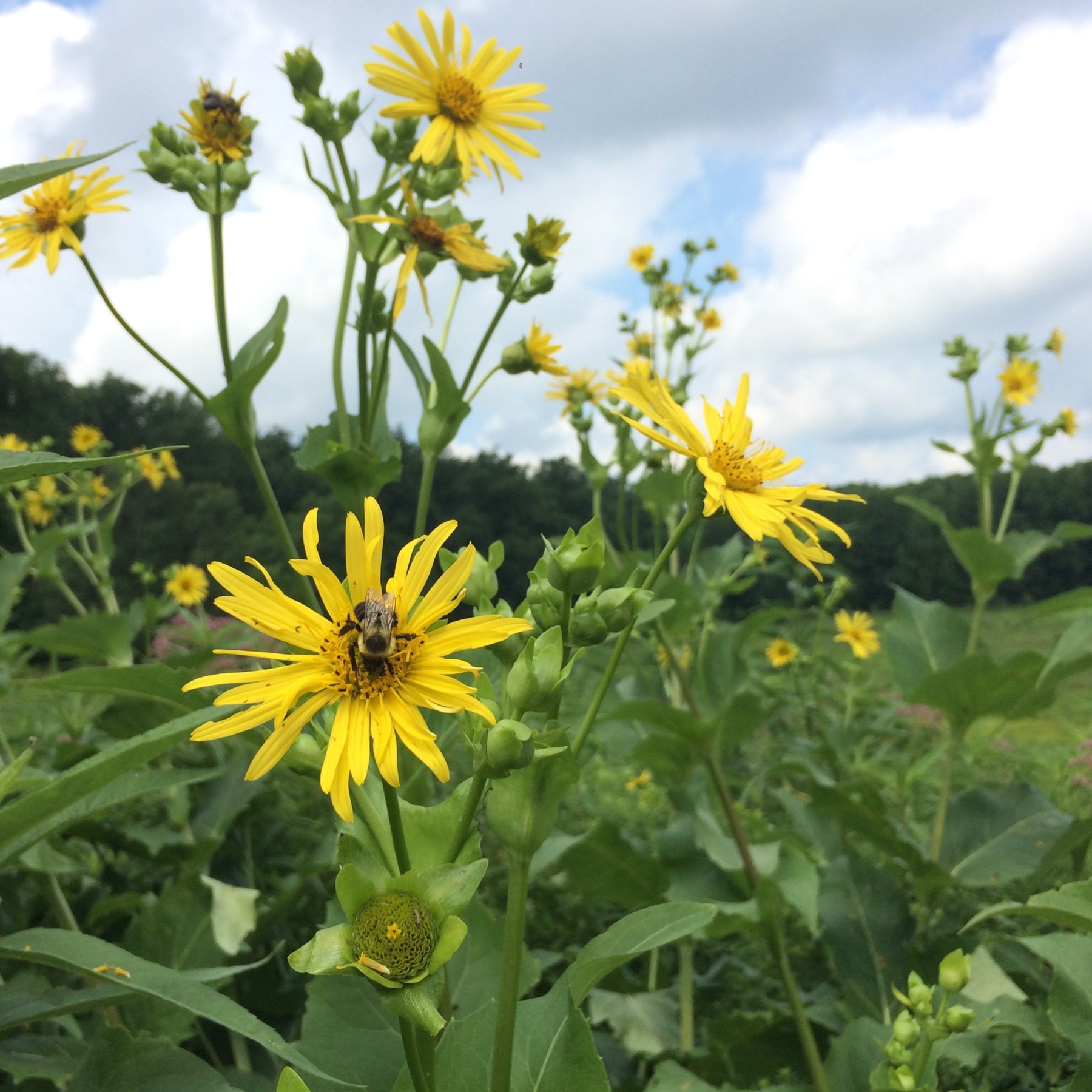 Cup Plant (Silphium perfoliatum) – Earthbeat Seeds