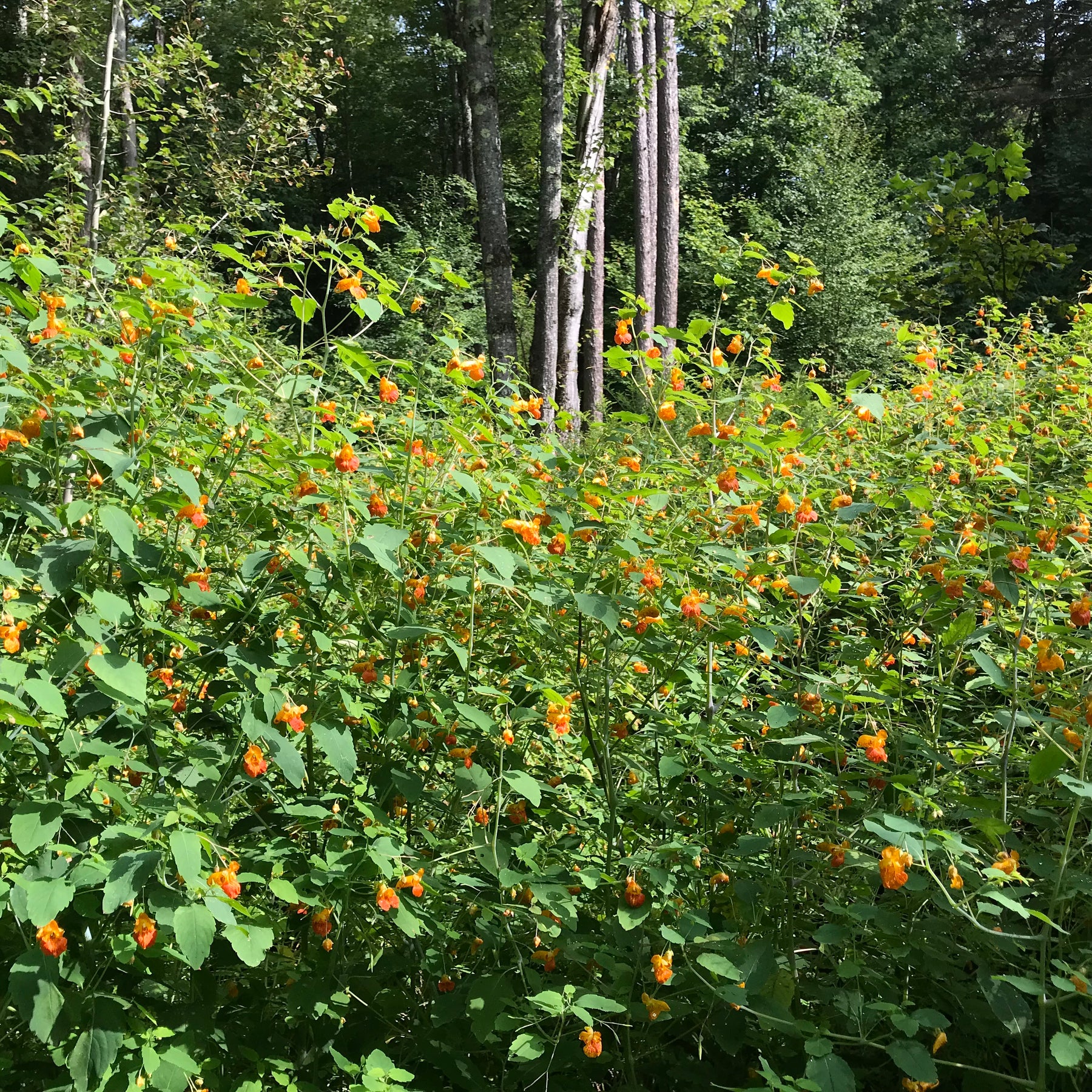 Jewelweed, Orange (Impatiens capensis) – Earthbeat Seeds