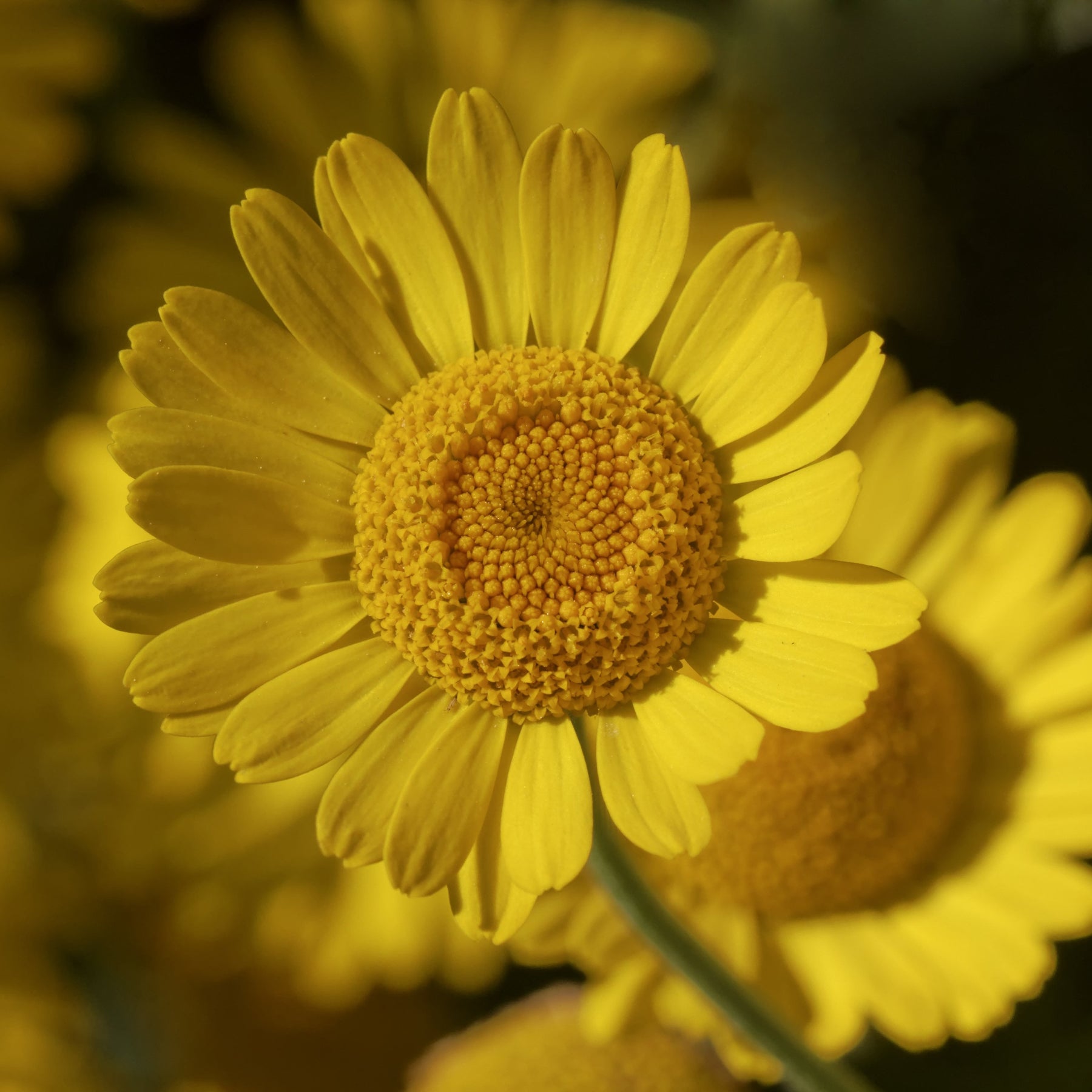 Chamomile, Dyer's (Anthemis tinctora) – Earthbeat Seeds