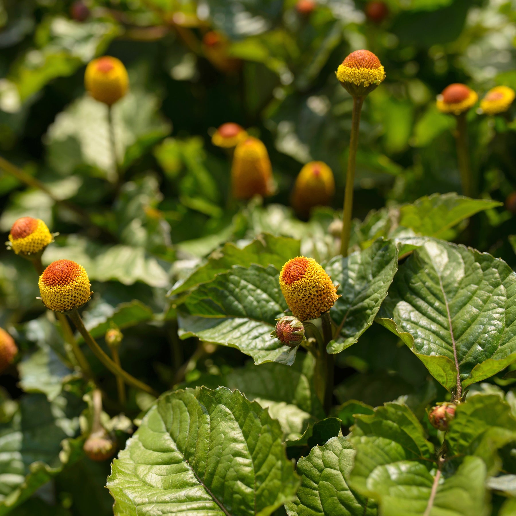 Spilanthes, Official (Acmella oleracea) – Earthbeat Seeds