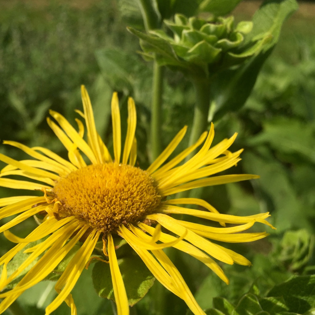 Elecampane (Inula helenium) – Earthbeat Seeds