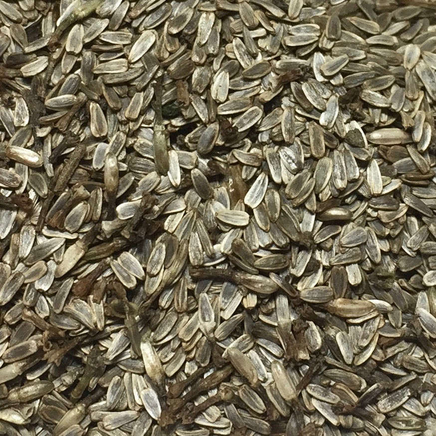 Yarrow, Official (Achillea millefolium) – Earthbeat Seeds