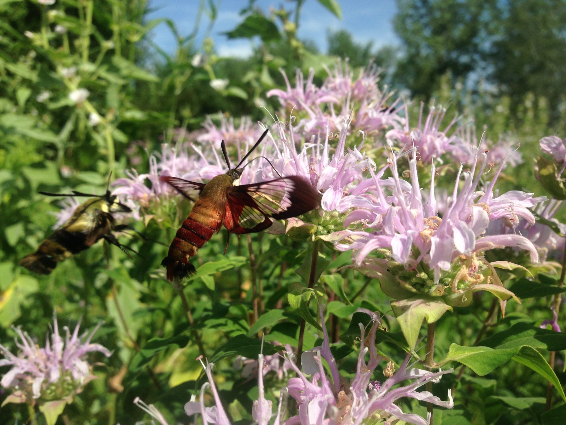 Bergamot, Lavender (Monarda fistulosa) – Earthbeat Seeds