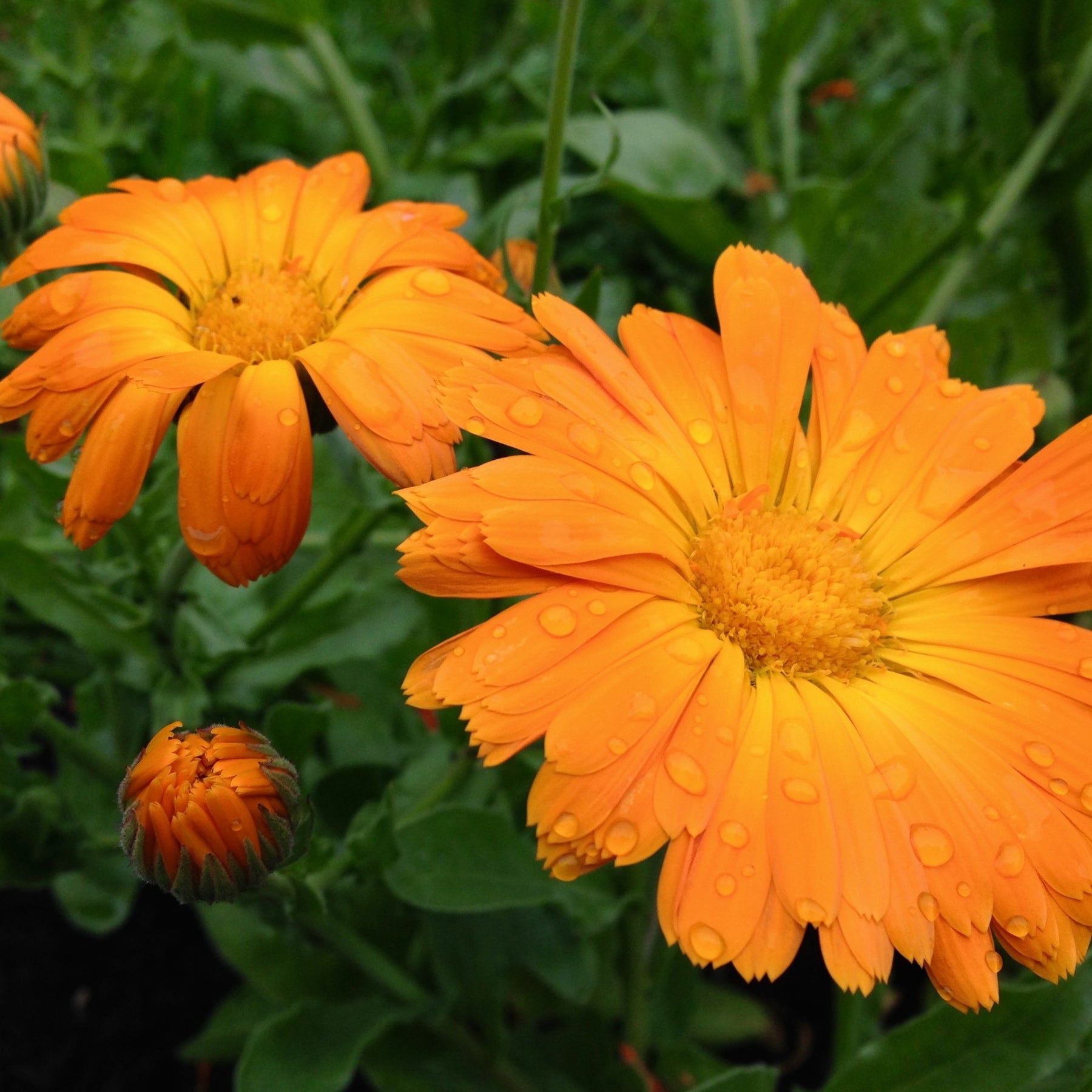Calendula, Orange (Calendula officinalis) – Earthbeat Seeds