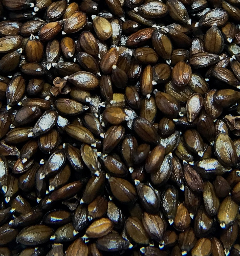 Heal All (Prunella vulgaris) – Earthbeat Seeds