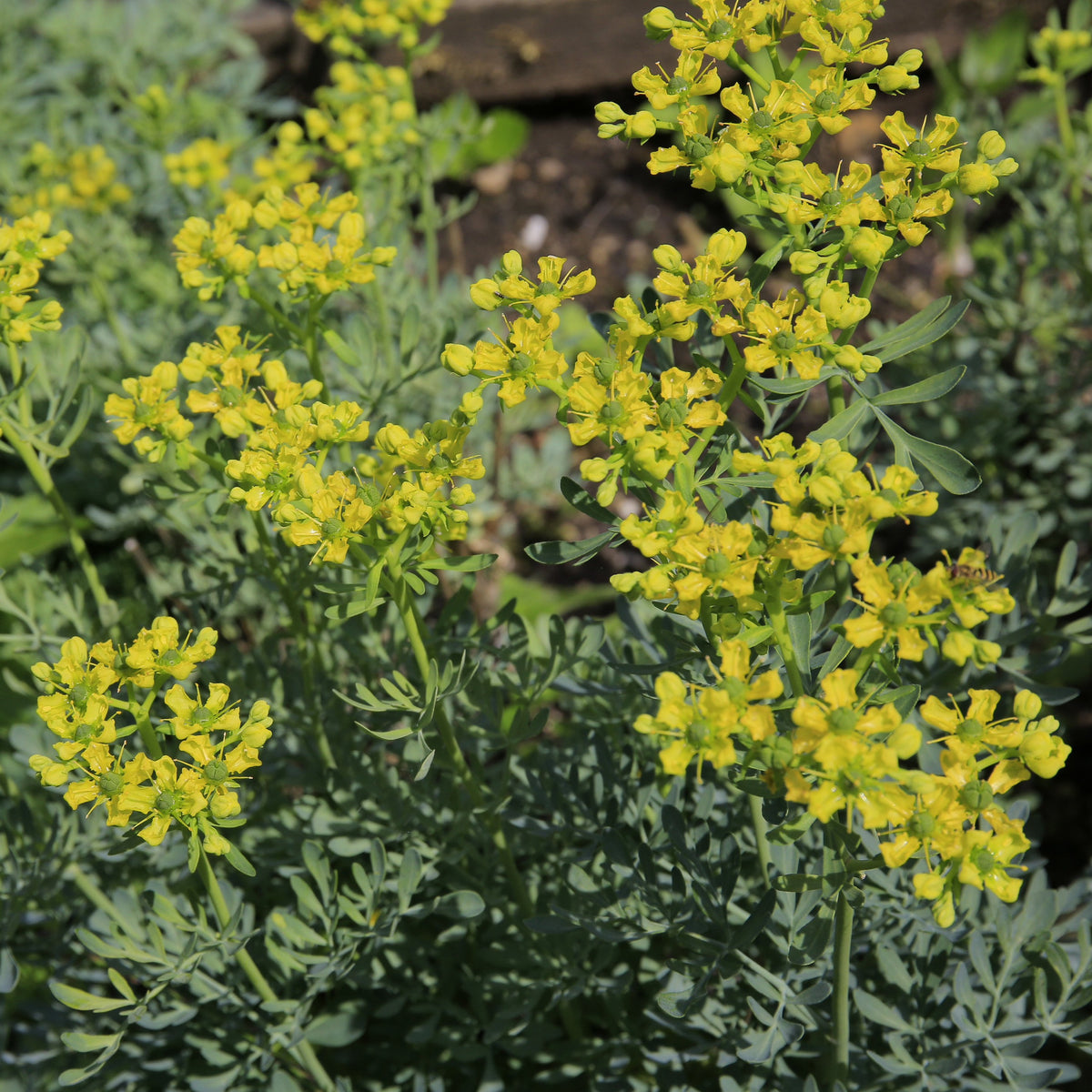 Rue (Ruta graveolens) – Earthbeat Seeds