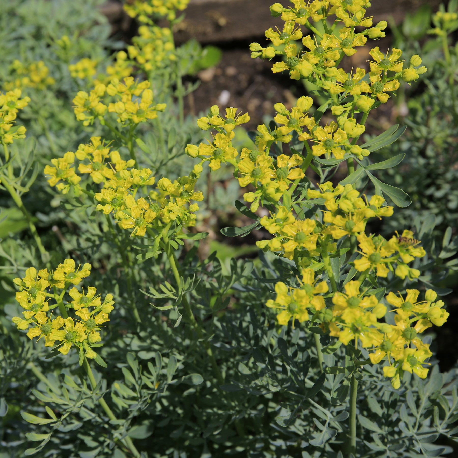 Rue (Ruta graveolens) – Earthbeat Seeds