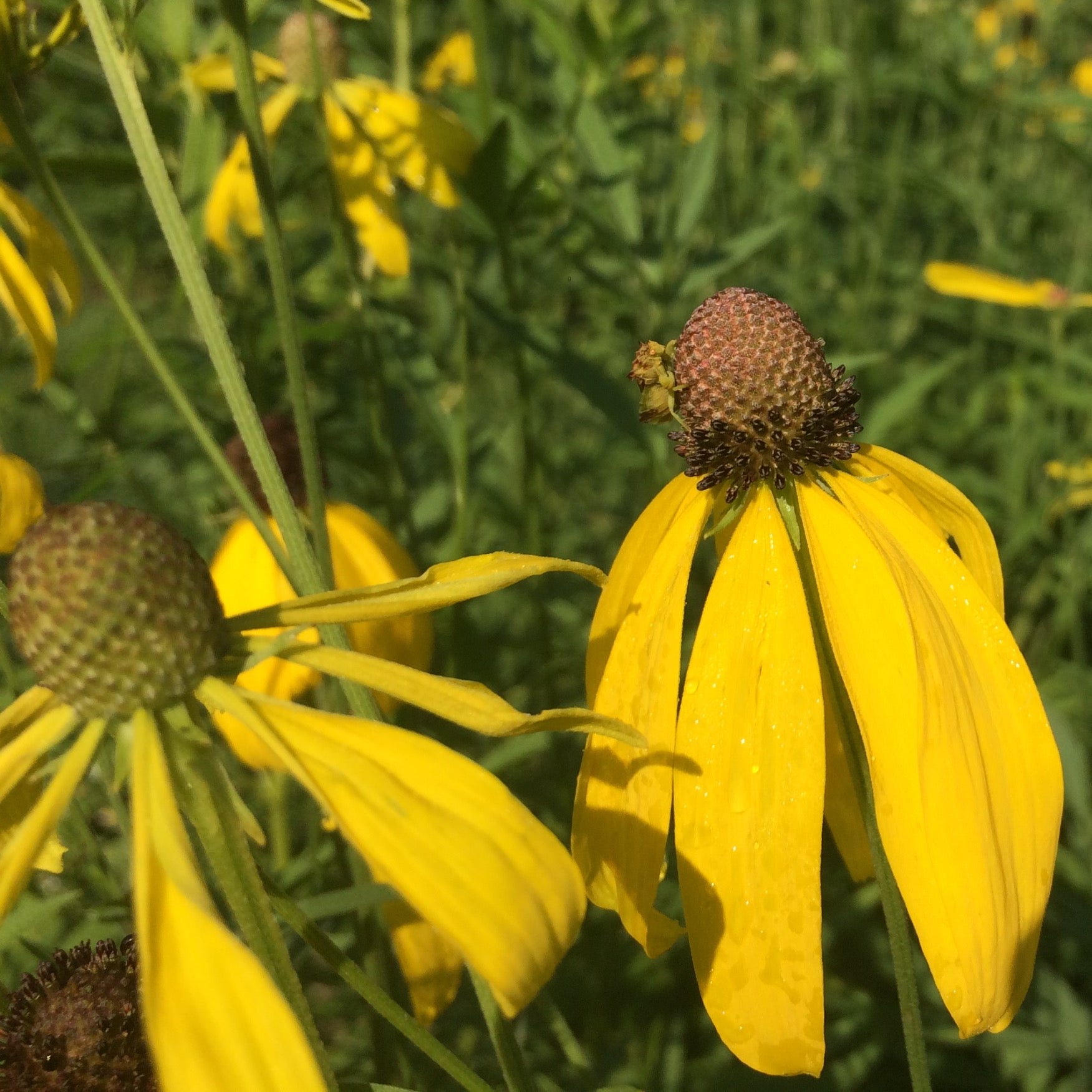 Coneflower, Prairie (Ratibida pinnata) – Earthbeat Seeds